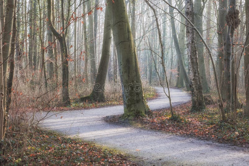 Bosmand stock afbeelding. Image of nave, rijden, kronkelweg - 220190365