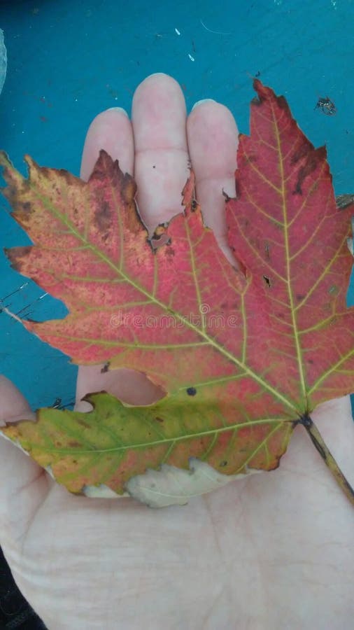 Maple leaf turning colors stock image. Image of turning - 110088593