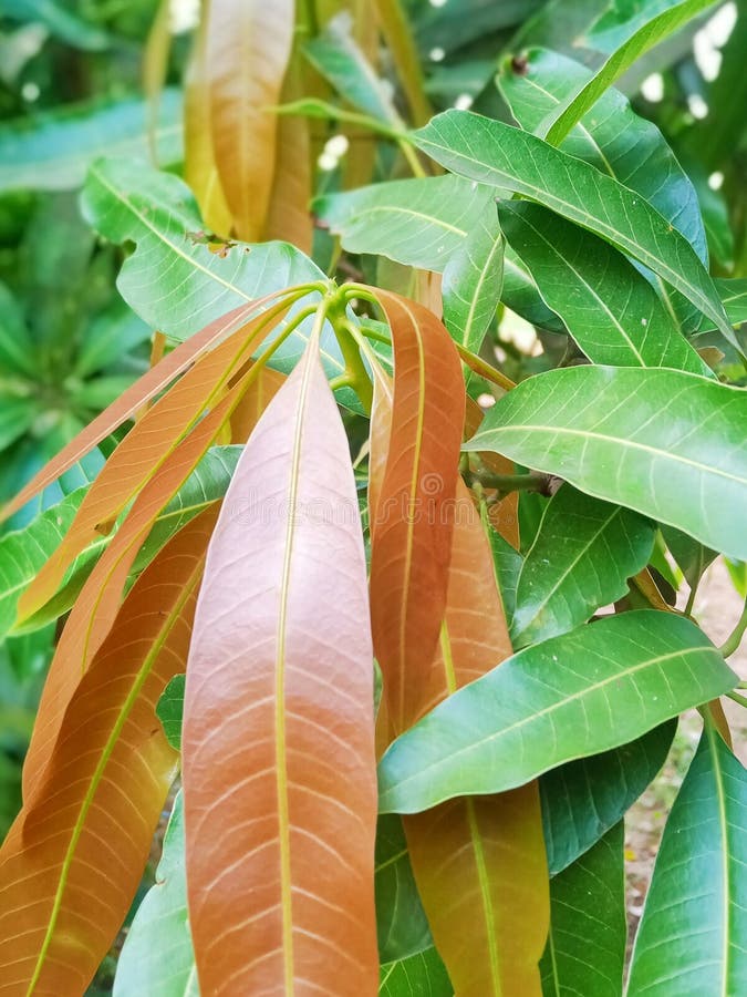 It S Mango Tree the Beautiful Pic Stock Photo - Image of autumn, yellow ...