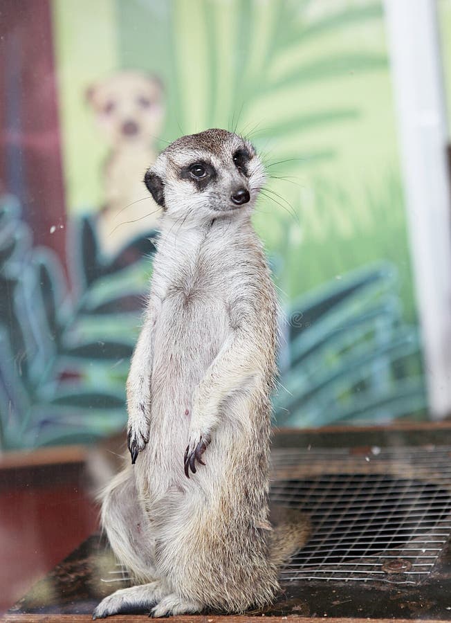 Itâ€™s a meerkat at home. stock photo. Image of livestockindustry ...