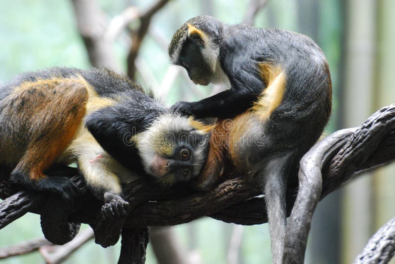 ` S Mona Monkeys Grooming Each Other De Dois Lobos Em Um Ramo Foto de ...