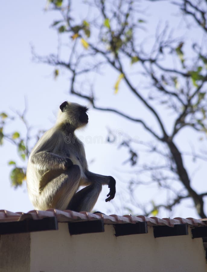 Strong and smart monkey stock photo. Image of colour - 190645628