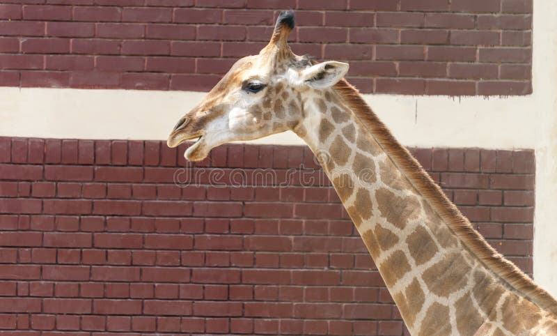 A Giraffe - Camelopard stock photo. Image of ears, kangaroo - 141972356
