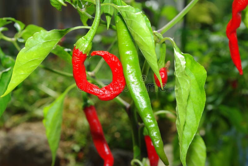 S/poivron rouges et verts photo stock. Image du ingrédient - 22306134