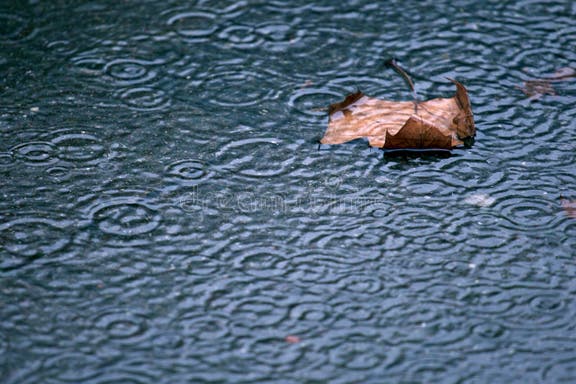 It s raining again stock photo. Image of brown, raining - 22954996