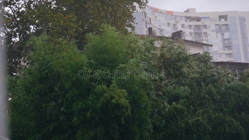 It`s Raining Hard and Stormy Outside. the Tree Bends Strongly Under the ...