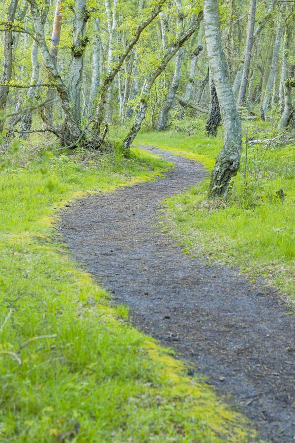 S Shape Path in the Forest in Bornholm the Island of Denmark Stock ...