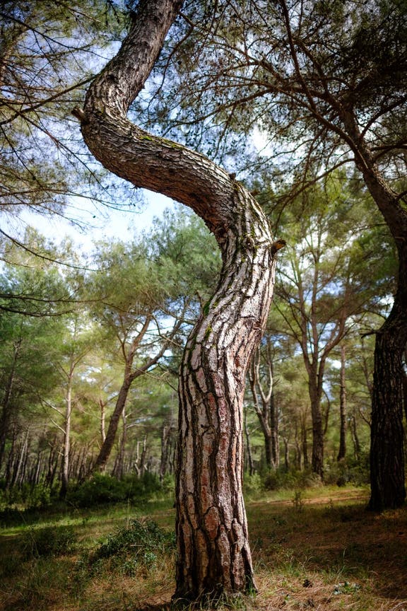 S Shape Tree Trunk stock photo. Image of scenery, conservation - 187631344