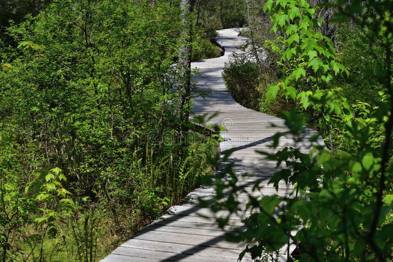 S shape wood walkway. stock photo. Image of natural - 258643024