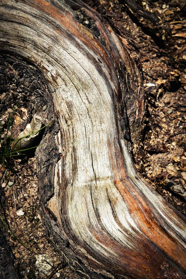 S-shaped curved tree root stock image. Image of roots - 96168497