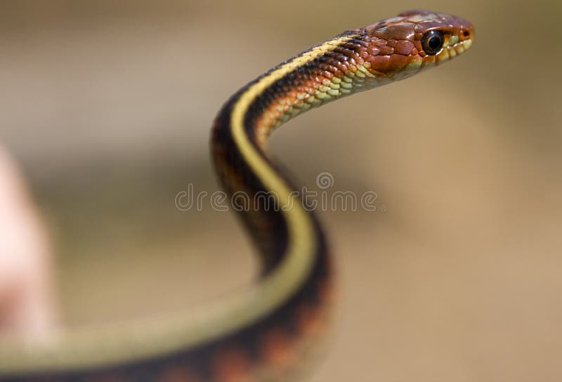 S shaped snake stock photo. Image of stripes, danger - 12423732