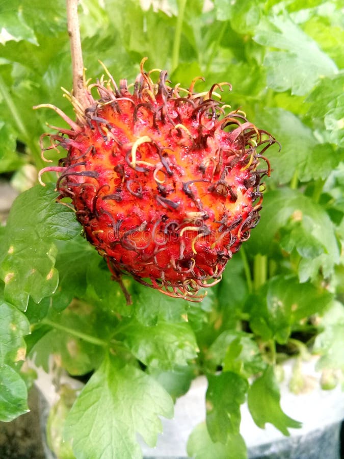 This is a rambutan stock image. Image of flower, evergreen - 269360609