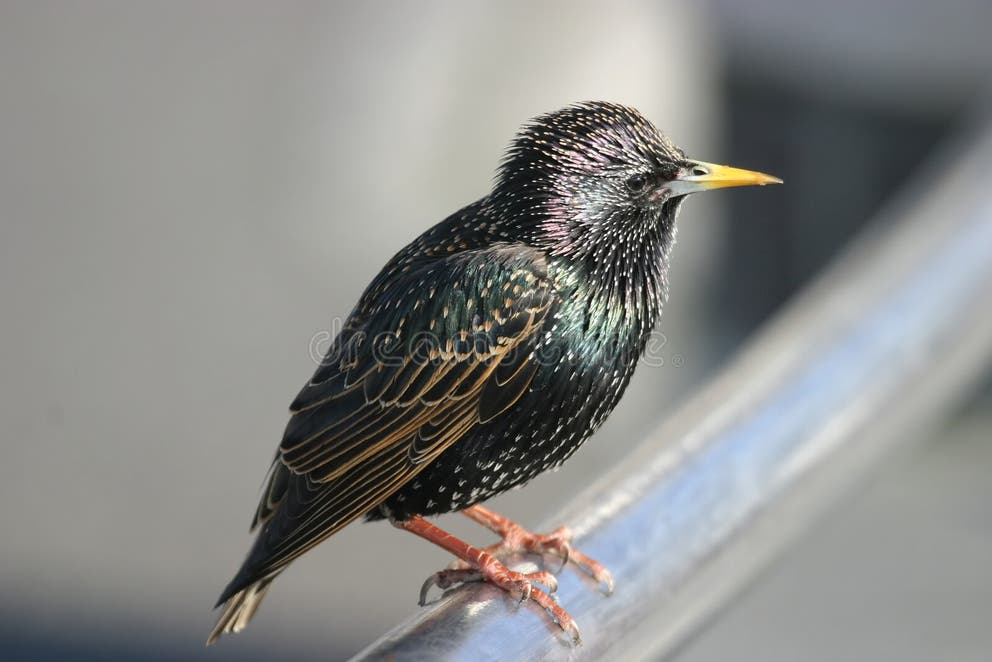 It s a Starling, Darling stock photo. Image of feathers - 65824