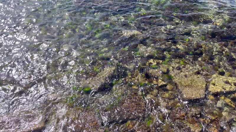 It S a Sunny Morning. Seashore. Rocks and Algae. Clear Sea Stock ...
