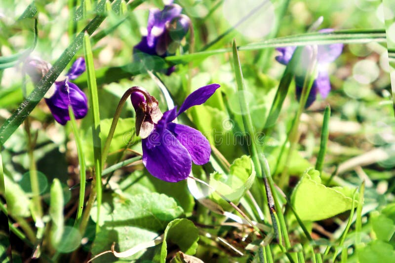 It`s Time for Spring Flowers: Purple Violets Bloom Luxuriantly among ...