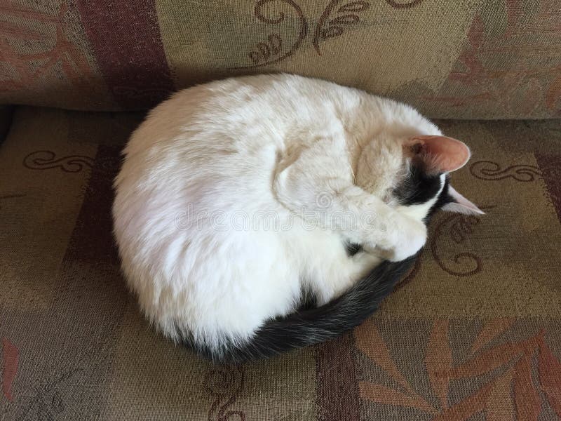 It s too bright! stock photo. Image of eyes, bright, kitty - 57039378