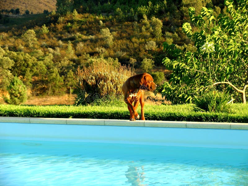 It s too cold... stock photo. Image of swim, read, holiday - 202000