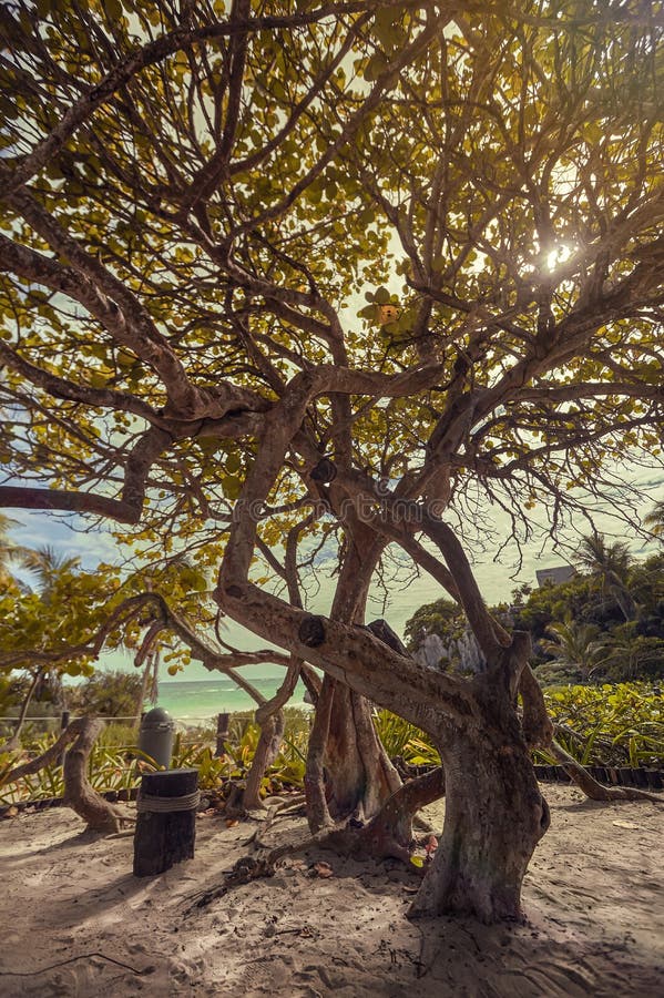 It`s stock image. Image of leaves, ramification, close - 254172691