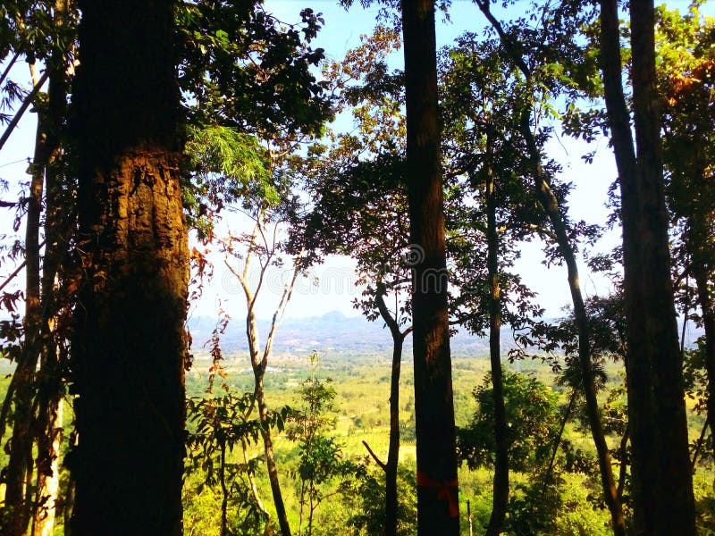 It S a Very Beautiful Tree Picture. Stock Photo - Image of morning ...