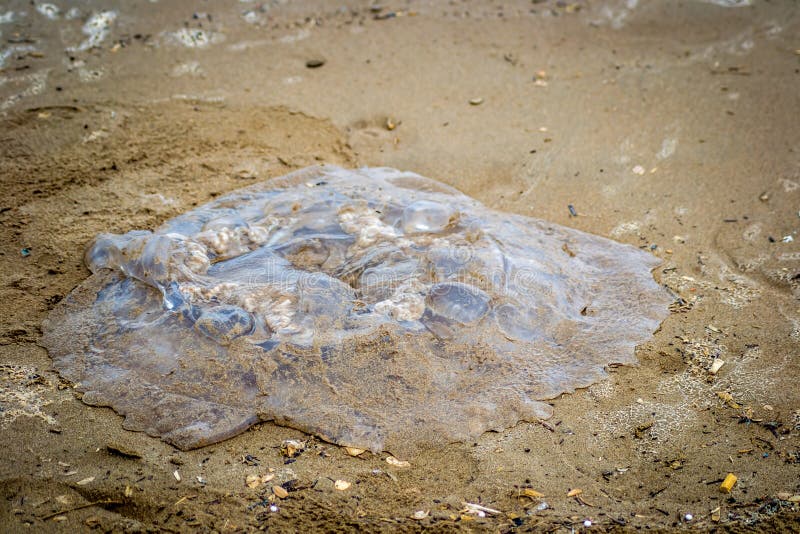Jellyfish Beach and waves stock photo. Image of island - 124582994
