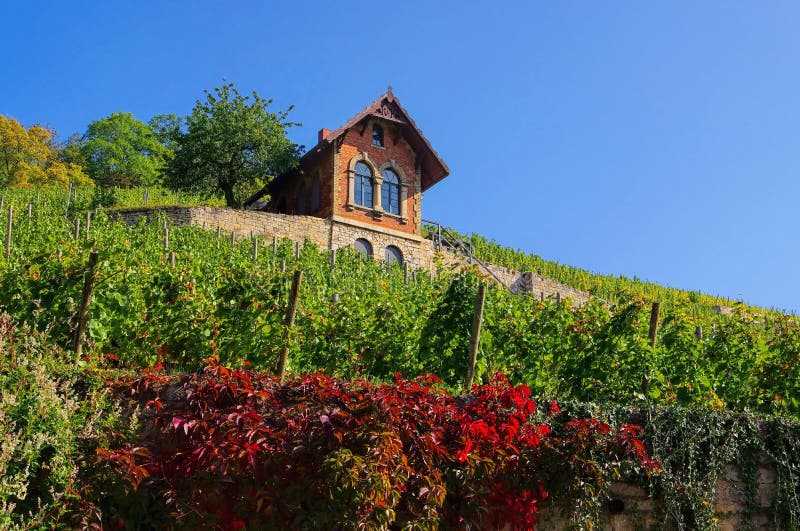 Saale Unstrut vineyards stock image. Image of saale, saxony - 63932653