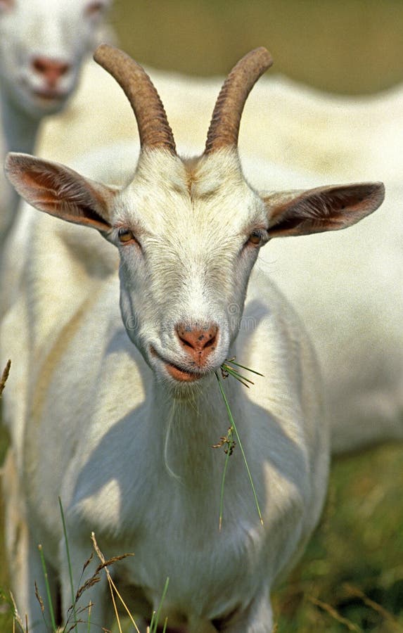 SAANEN GOAT, ADULT stock image. Image of outdoors, white - 195003541