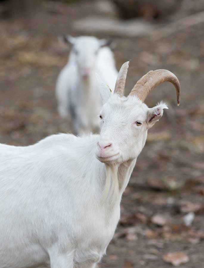 Saanen goat on the farm stock photo. Image of animal - 65687710