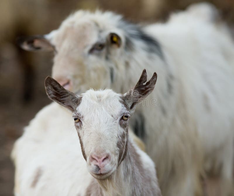 Saanen goat on the farm stock photo. Image of herbivorous - 65687792