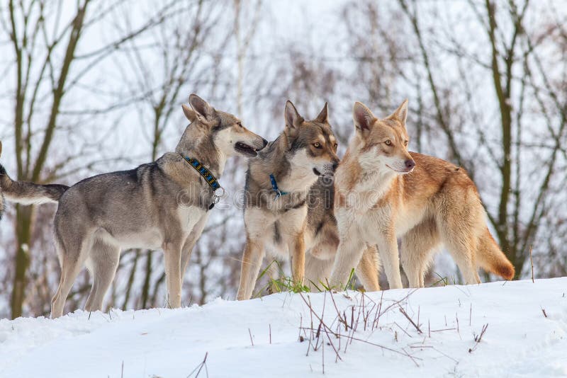 103 Wolfdog Pack Stock Photos - Free & Royalty-Free Stock Photos from ...