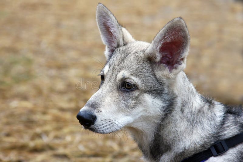 Saarloos wolfdog pup stock photo. Image of dogs, pets - 11574340