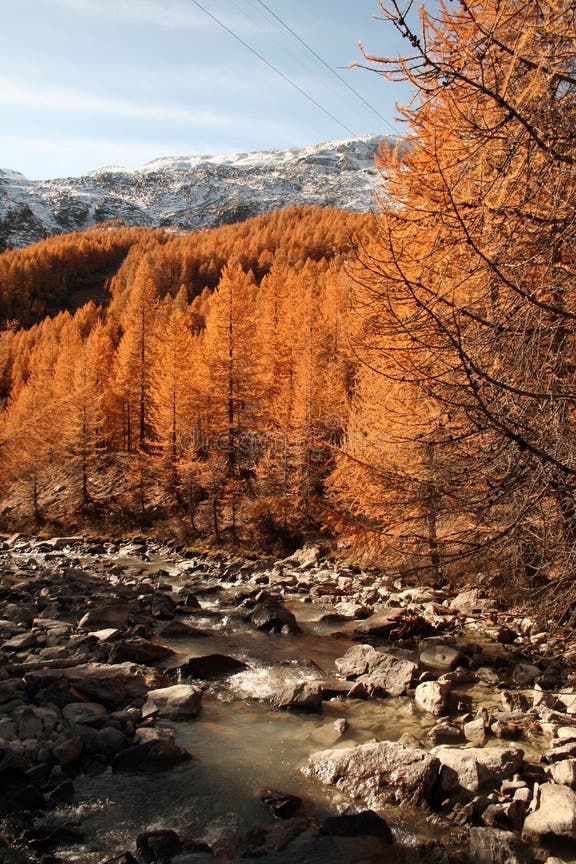 Saas fee forest autumn stock image. Image of yellow, mountain - 12566659
