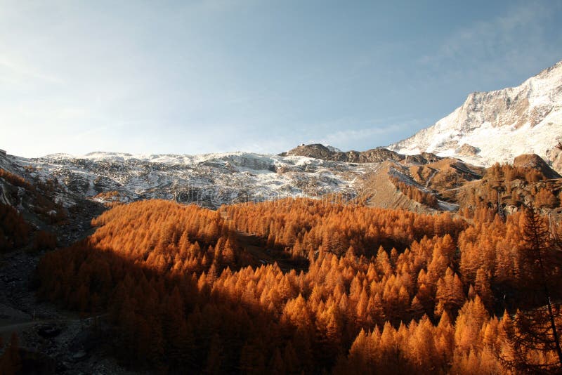 Saas fee forest autumn stock photo. Image of saas, harrison - 12566668