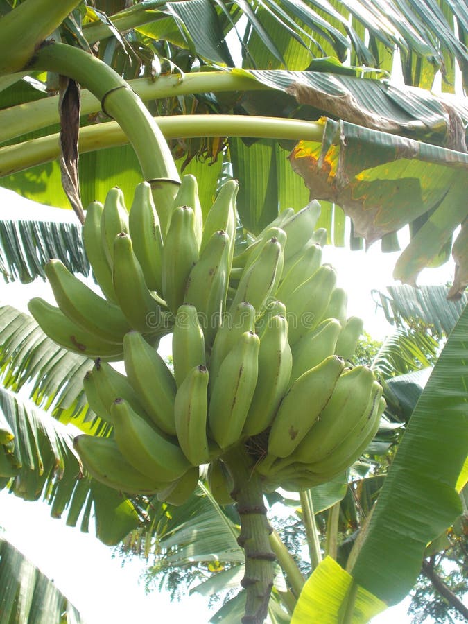 Saba banana fruit isolated stock photo. Image of foliage - 99602628