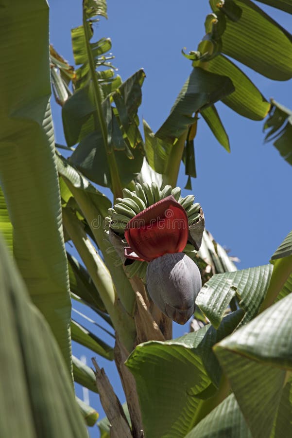 Saba banana on over white stock photo. Image of exotic - 98286948
