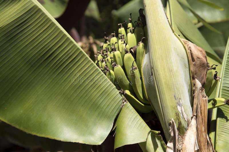 Saba Banana Tree Fruit and Flower Stock Image - Image of nature, tree ...