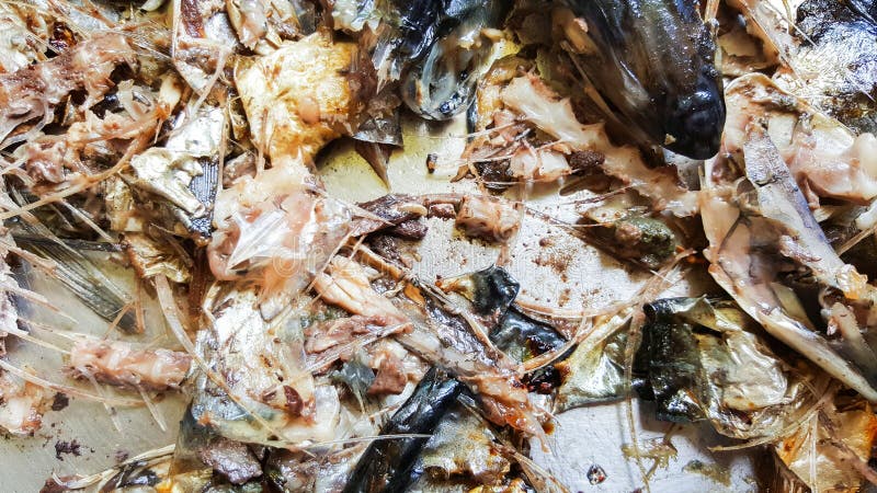 Saba fish bone stock image. Image of museum, black, fossil - 92233213