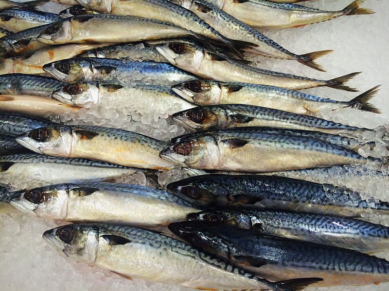 Fish Saba Shoyu Yaki And Chili Paste Sauce Stock Photo - Image of food ...