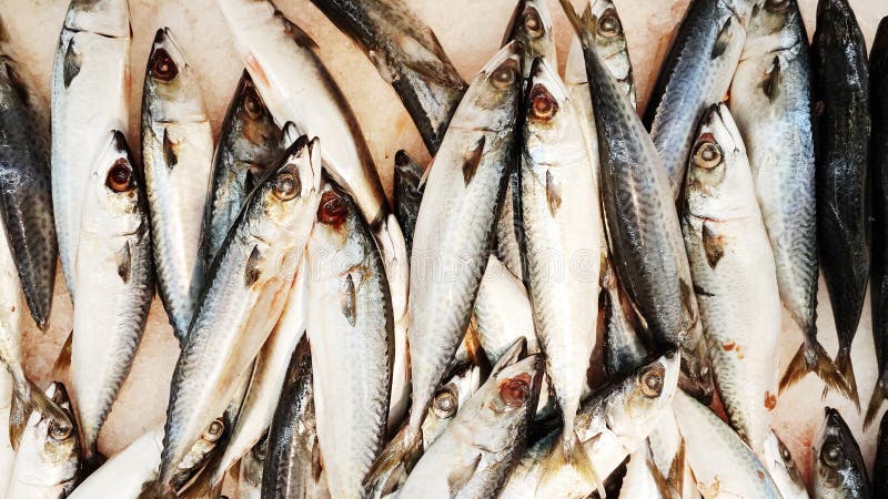 Saba marine fish stock photo. Image of supermarket, people - 64720320