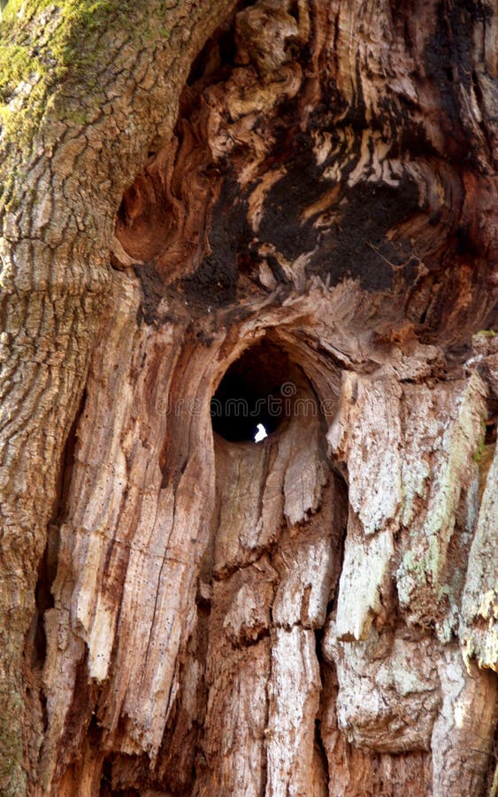 Old tree with knothole stock image. Image of landscape - 10053281