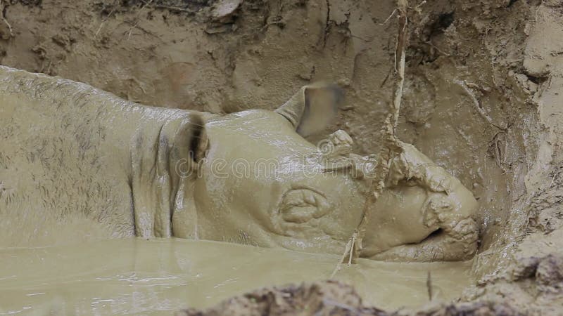 Sabah Rhino in Protected Area Stock Video - Video of dangerous ...