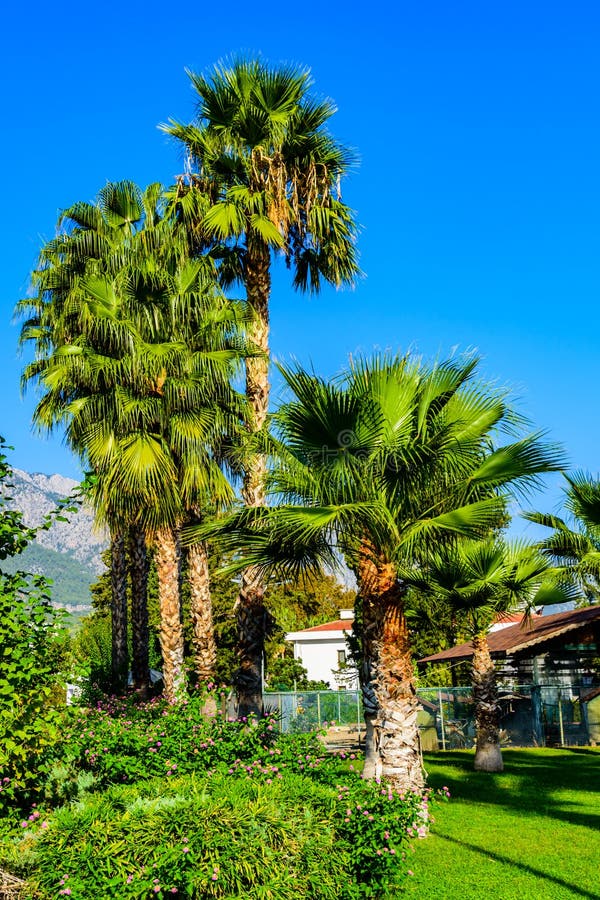 Sabal Palm Trees Growing in a City Park Stock Photo - Image of ...