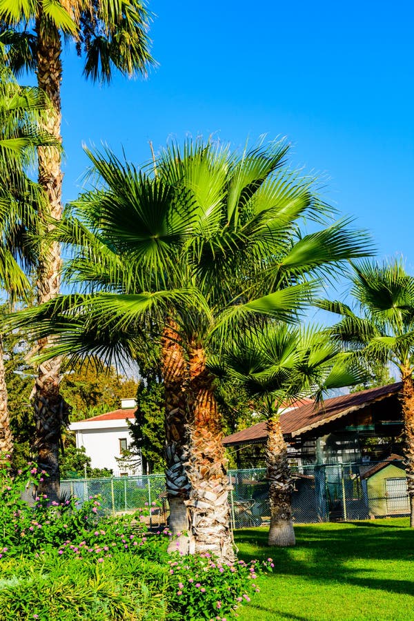 Sabal Palm Trees Growing in a City Park Stock Photo - Image of ...