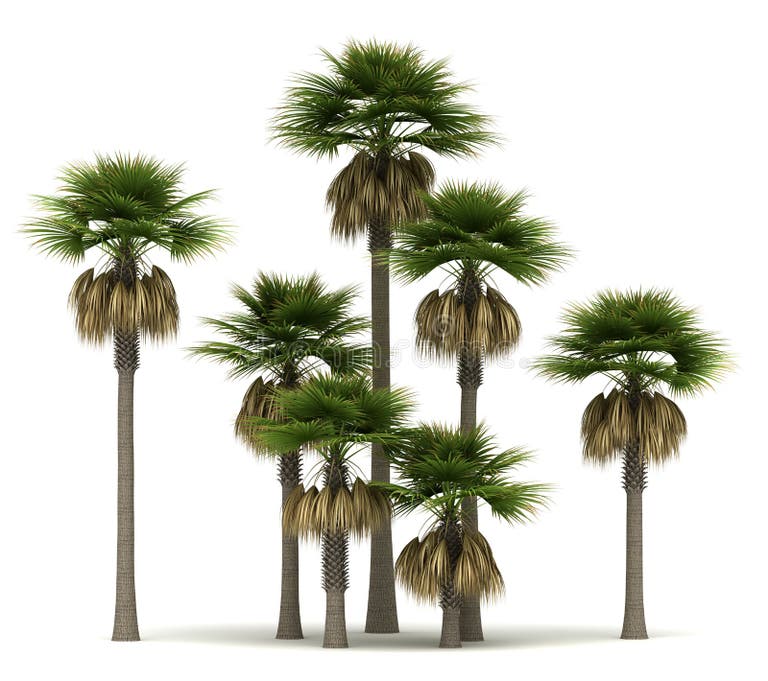Sabal Palm Trees stock illustration. Illustration of rendering - 173044926