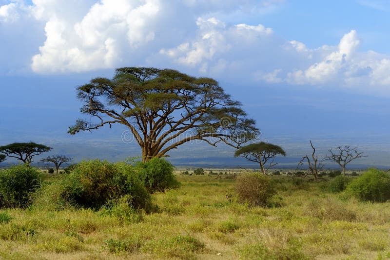 Sabana imagen de archivo. Imagen de pista, cielo, safari - 39827387