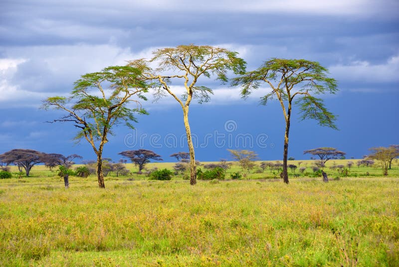 Sabana africana imagen de archivo. Imagen de naturalizado - 21838689