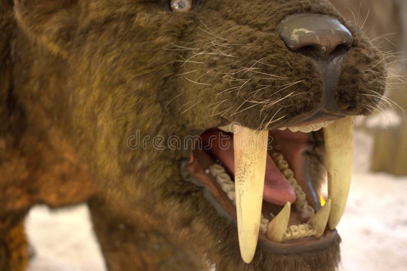 Smilodon Populator - Sabel-tandad Tiger Fotografering för Bildbyråer ...