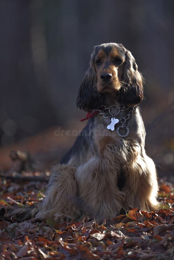 Sabelmarter Engelse Cocker-spaniël in Bos Stock Foto - Image of honds ...