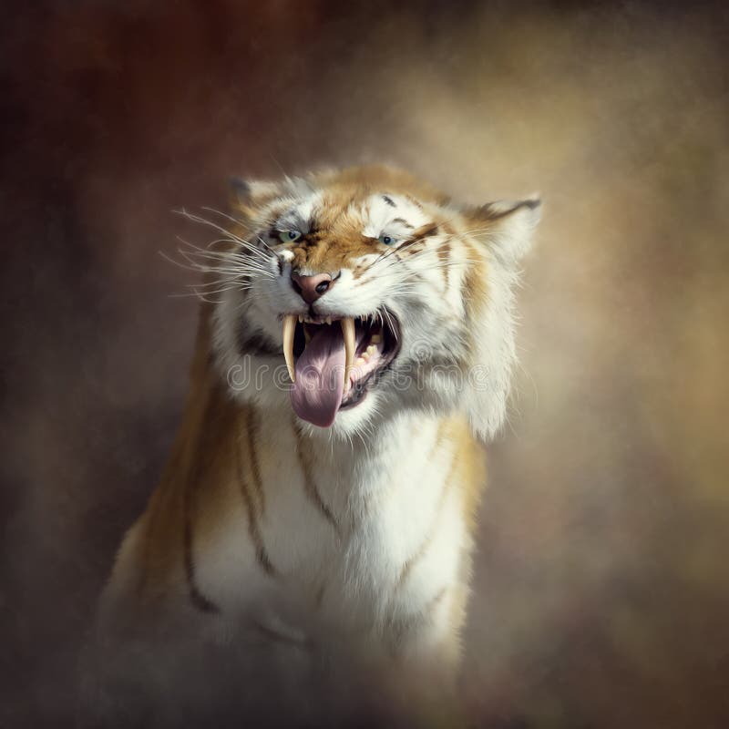 Tiger portrait horizontal stock photo. Image of predator - 11392212