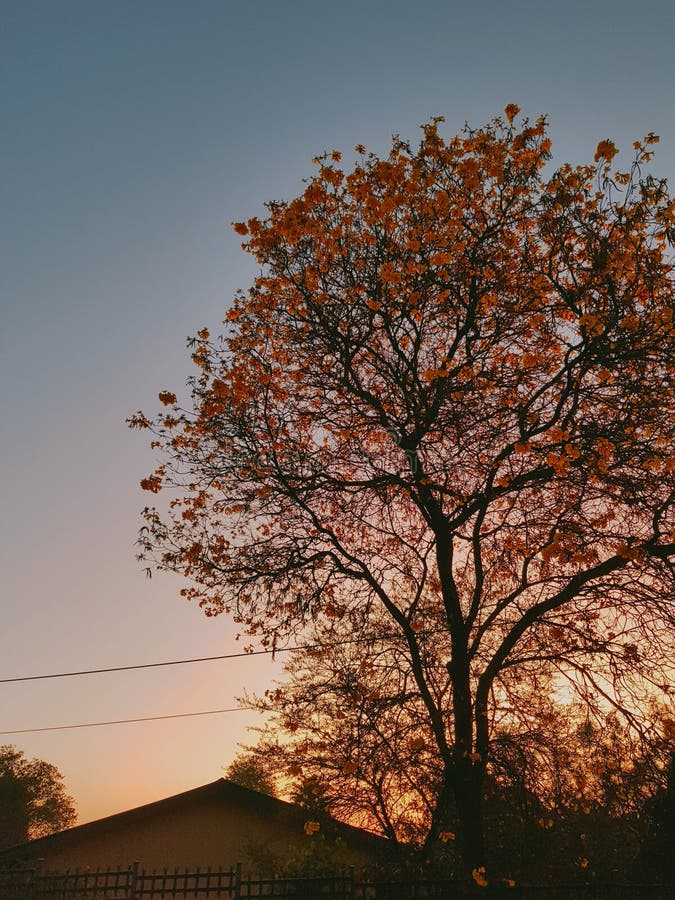 Sabie sunsets stock image. Image of winter, evening - 268835335