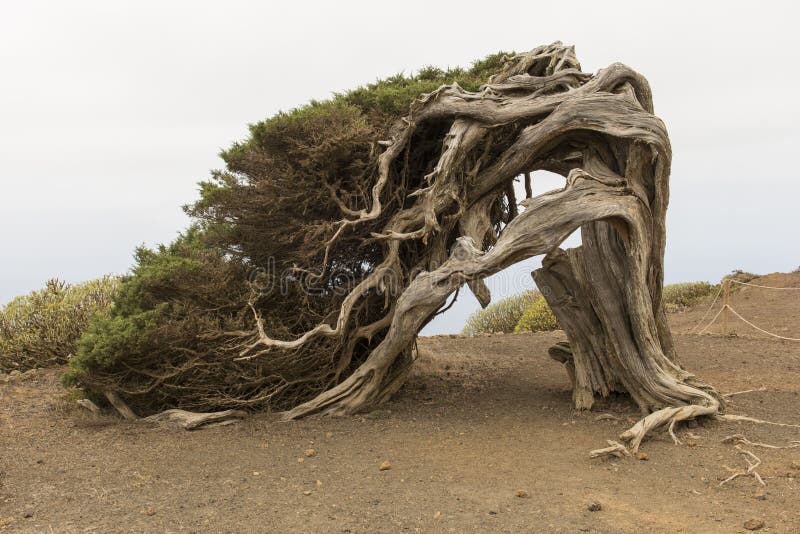 Sabina tree stock image. Image of spain, forest, symbol - 93427473